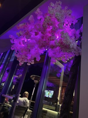 SAKU YAKITORI & SUSHI BAR - Updated May 2025 - 436 Photos & 154 Reviews ...