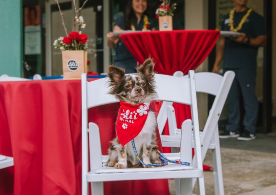 ALI’I KANEOHE ANIMAL CLINIC - Updated November 2025 - 20 Photos - 45 ...