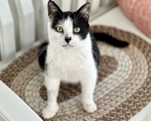 HART HOMELESS ANIMAL RESCUE TEAM OF MAINE - Updated January 2026 - 302 ...