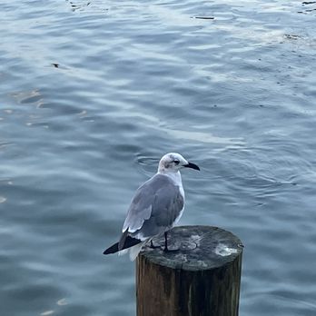 SQUID LIPS - Updated June 2025 - 571 Photos & 696 Reviews - 1660 N ...