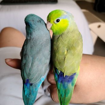 MAGNOLIA BIRD FARM - Updated December 2025 - 152 Photos & 212 Reviews ...