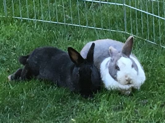 CASTRO VALLEY ANIMAL HOSPITAL - 67 Photos & 266 Reviews - 2837 Castro ...