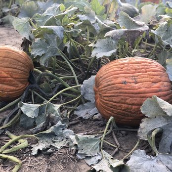 DIXIE ORCHARDS - Updated December 2025 - 53 Photos & 10 Reviews - 14309 ...