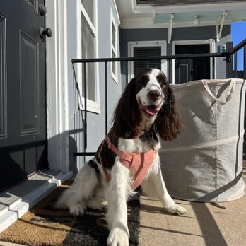 SOCO PET LOUNGE - Updated October 2024 - 63 Photos & 75 Reviews - 4917 ...