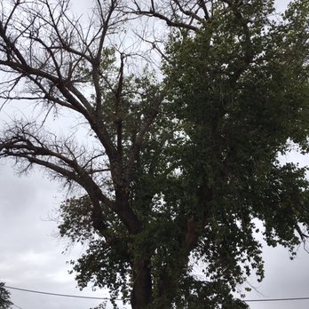 BACA’S TREES - Updated May 2024 - 37 Reviews - 7933 Edith Blvd NE ...