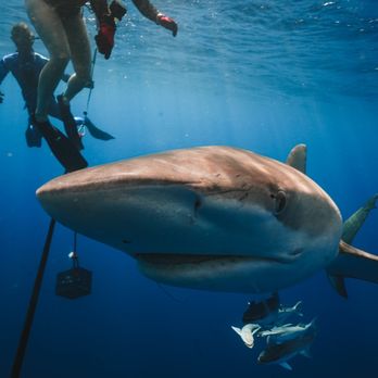 SHARK ADDICTS - Updated December 2025 - 13 Photos - 805 US-1, Jupiter ...