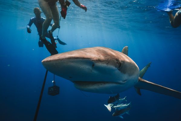 SHARK ADDICTS - Updated August 2025 - 11 Photos - 805 US-1, Jupiter ...