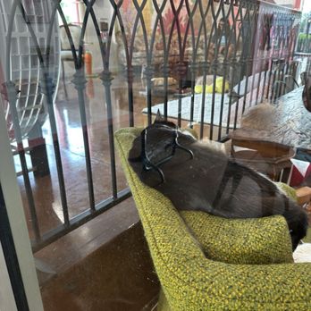 DON’T STRESS MEOWT - CAT CAFE - Updated April 2026 - 319 Photos & 39 ...