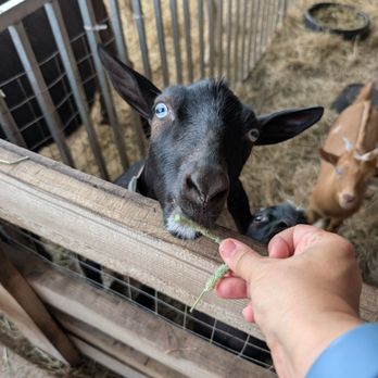 GOOD MOOD RANCH - Updated December 2025 - 148 Photos & 18 Reviews - 306 ...