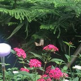 THE BUTTERFLY PLACE - 231 Photos & 71 Reviews - Botanical Gardens - 120 ...