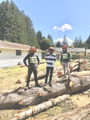 BETTER VIEW TREE SERVICE - Updated April 2025 - 113 Photos & 49 Reviews ...