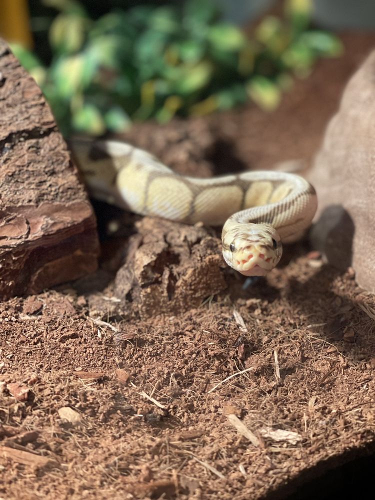 HEWITT REPTILE EMPORIUM - Updated December 2025 - 73 Photos & 48 ...