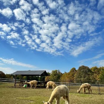 GOOD KARMA RANCH ALPACAS - Updated October 2025 - 63 Photos & 13 ...