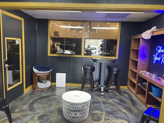 BREWS AND MEWS CAT CAFE - Updated December 2025 - 11 Photos - 219 Main ...