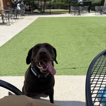 PUB DOG COLORADO - Updated June 2026 - 280 Photos & 265 Reviews - 2207 ...