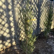 GARDEN GOODS DIRECT Updated February 2025 85 Photos 95 Reviews 2410 N. Crain Hwy BOWIE Maryland Nurseries Gardening Phone Number Yelp