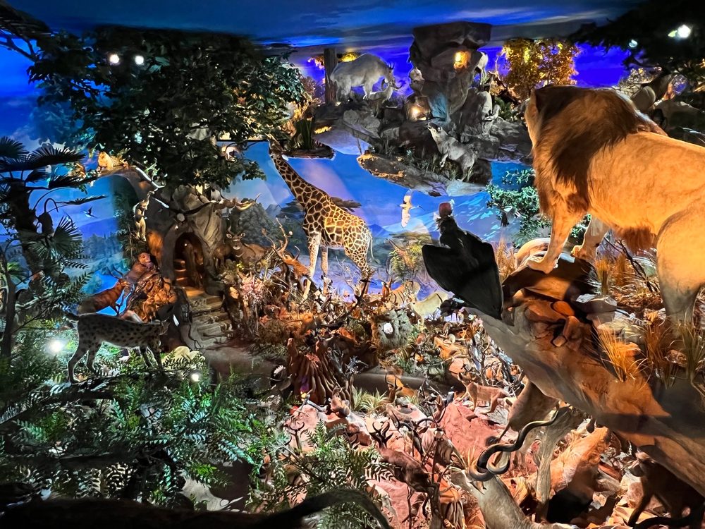 WARREN WILDLIFE GALLERY - 1401 Bouldin Ave, Austin, Texas - Museums ...