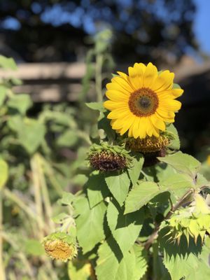 ALDEN LANE NURSERY - 328 Photos & 191 Reviews - 981 Alden Ln, Livermore ...