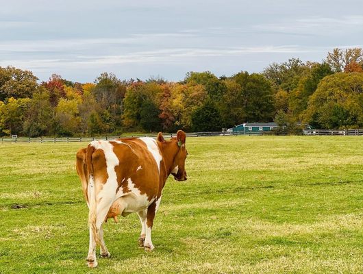 FRYING PAN FARM PARK - 254 Photos & 83 Reviews - 2709 W Ox Rd, Herndon ...