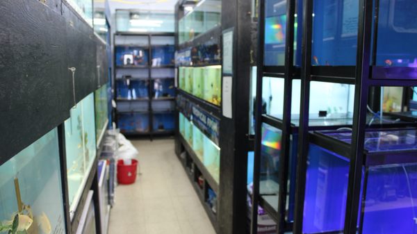 WILD FISH AQUARIUM - Updated September 2025 - 51 Mcmurchy Avenue S ...