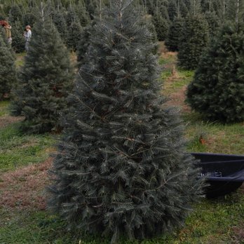 MOOSE APPLE CHRISTMAS TREE FARM - Updated May 2026 - 19 Photos & 29 ...