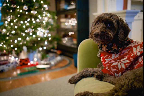 HUNTER CHRISTMAS TREES - Updated December 2025 - 31 Photos & 33 Reviews ...