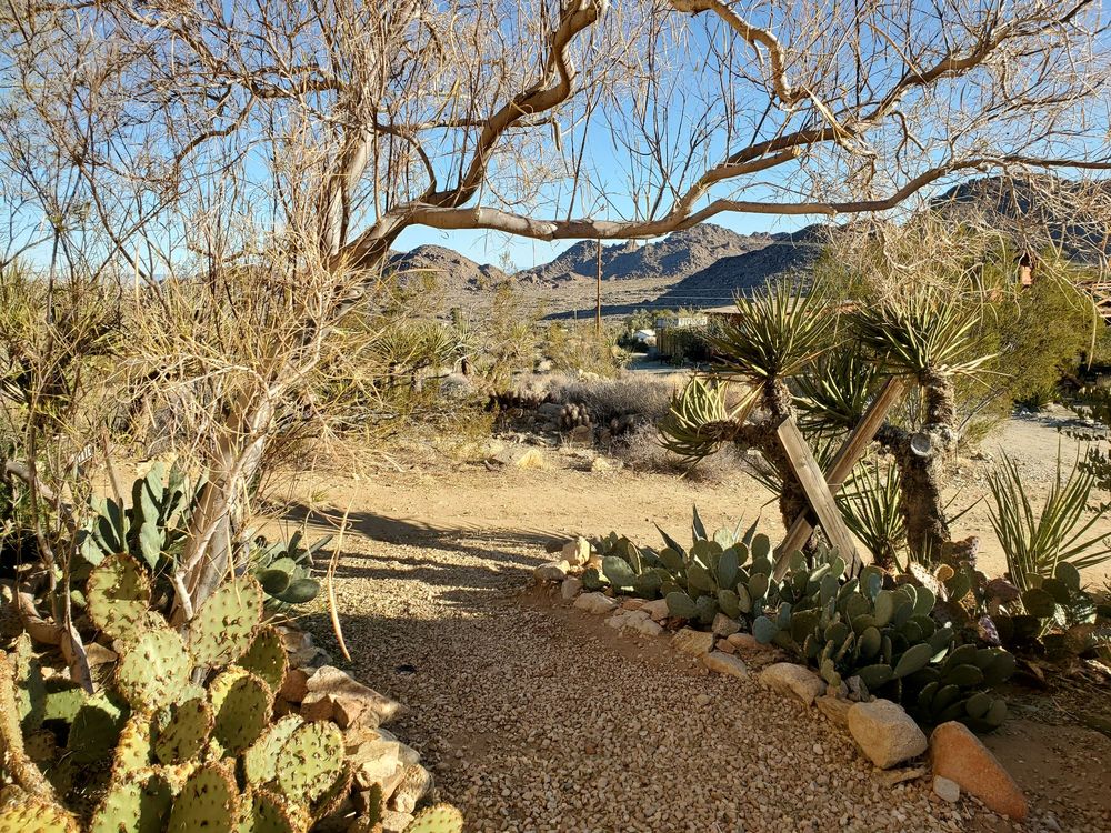THE DESERT LILY - Updated July 2024 - 150 Photos & 53 Reviews - 8523 ...