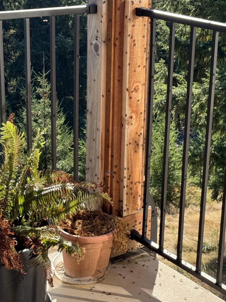 INSIGHT PEST CONTROL PORTLAND - Updated October 2025 - 11 Photos & 68 ...