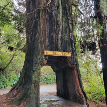 TOUR THRU TREE - Updated December 2025 - 92 Photos & 55 Reviews - 430 ...