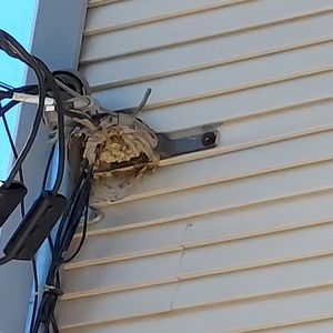 GREENIX PEST CONTROL - Updated July 2025 - 19 Photos & 76 Reviews - 758 ...