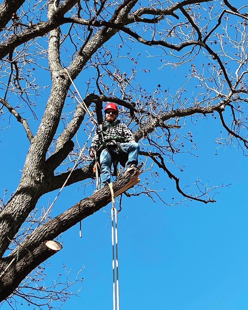 TEXAS TREE REMOVAL AND TRIMMING - Updated December 2024 - Request a ...