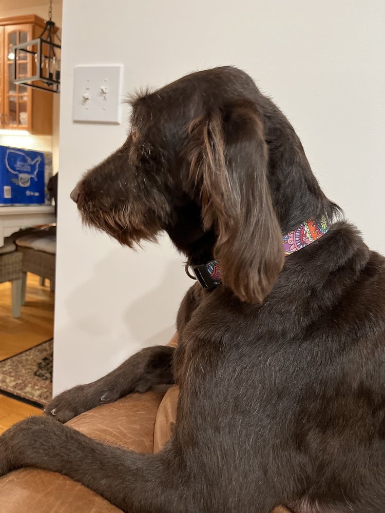 THE STRUTTING POOCH - Updated October 2025 - 103 Photos - 1141 Raymond ...