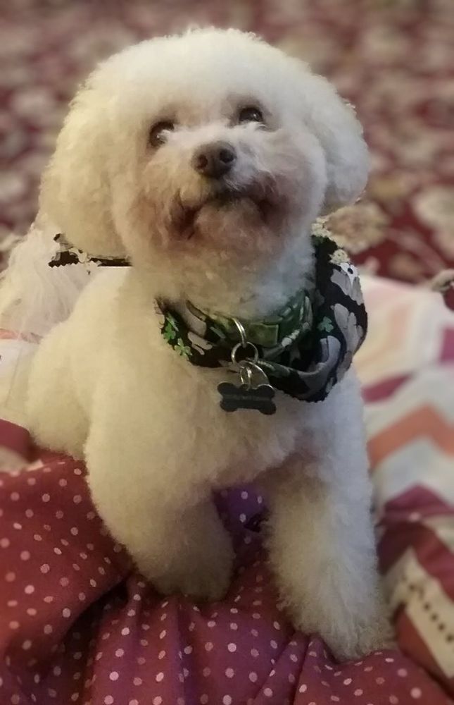 YOSHIS DOG GROOMING - Updated August 2025 - 8325 22nd Ave NW, Seattle ...