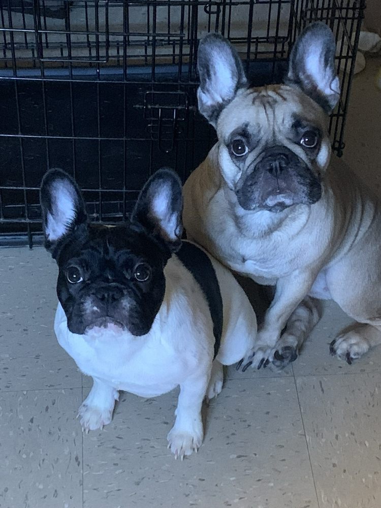 NYC SPECTACULAR PUPPIES - Updated July 2025 - Request Information - New ...