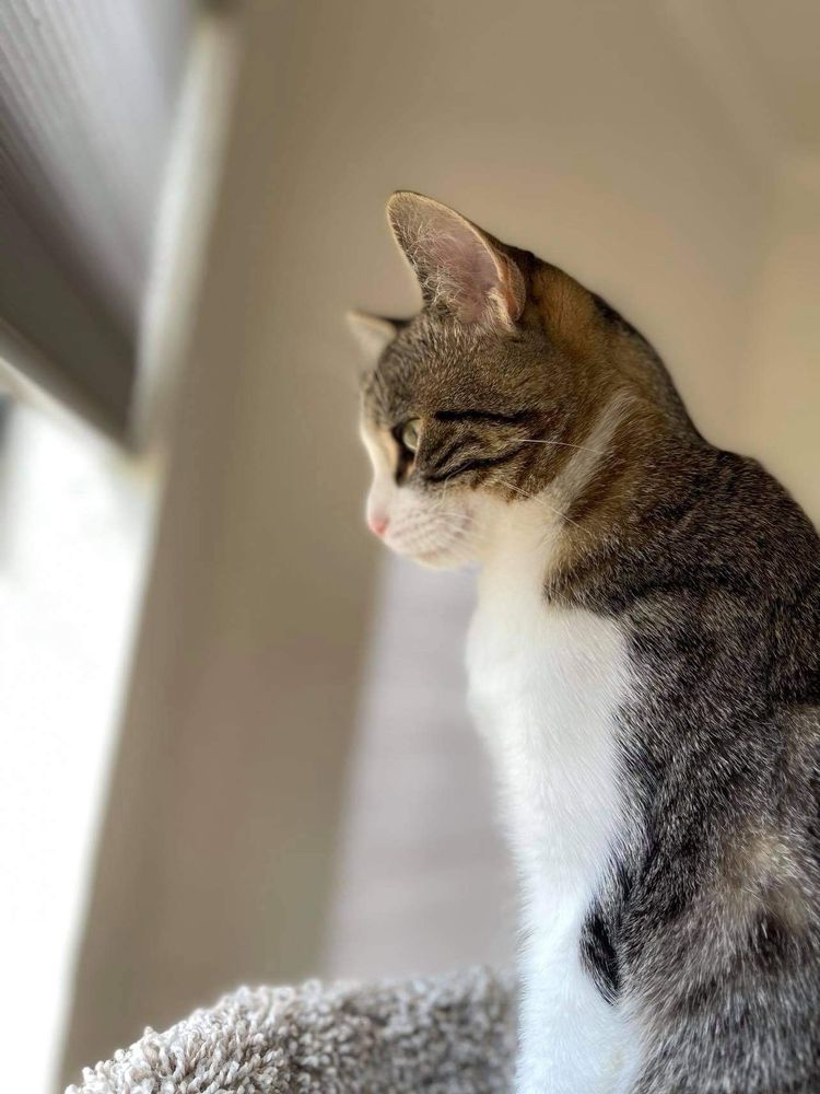 DALLAS CAT LADY - Updated December 2025 - 21 Photos & 36 Reviews ...