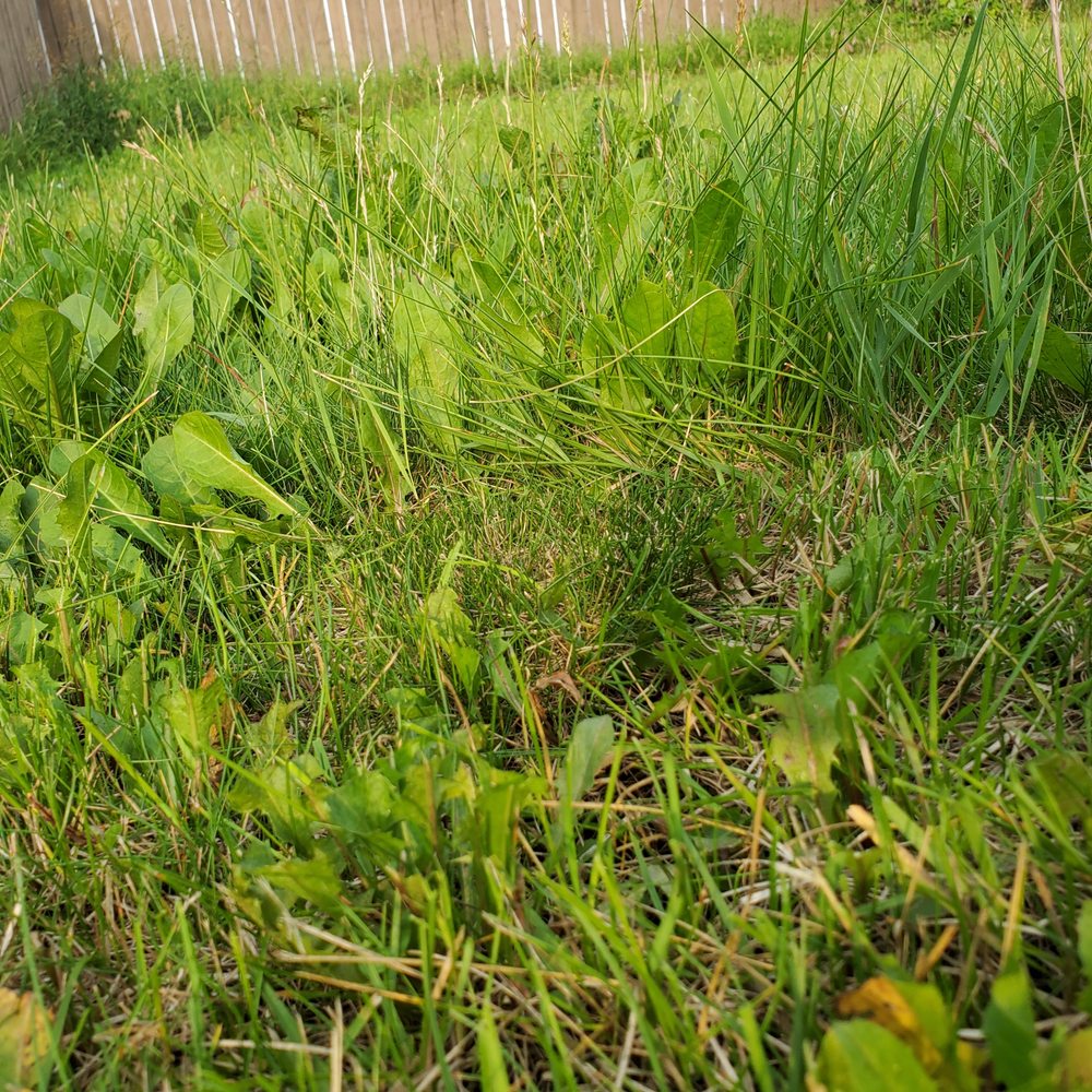 Ajs Lawn Care And Snow Removal Updated May 2025 10 Photos Edmonton Alberta Lawn Services