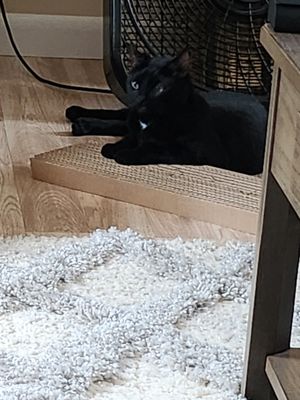 NEW HAMPSHIRE SPCA - Updated December 2025 - 16 Photos & 38 Reviews ...