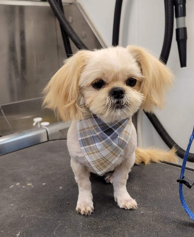 DOGGIE DAZZLE ROLLING PAW SPA - Updated August 2025 - 24 Photos - Edison, New Jersey - Pet ...