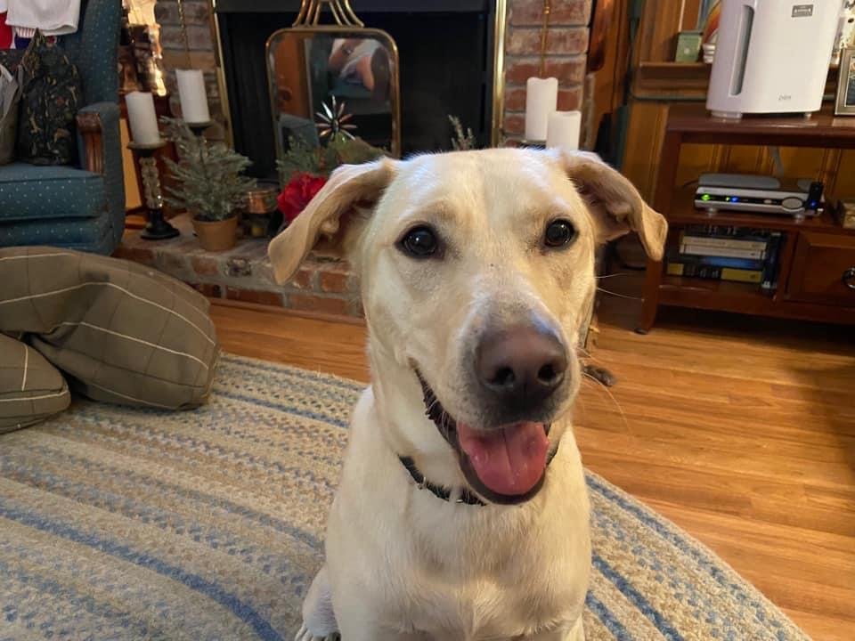 JABULA DOG ACADEMY - Updated October 2025 - 13 Photos & 28 Reviews - 32 ...