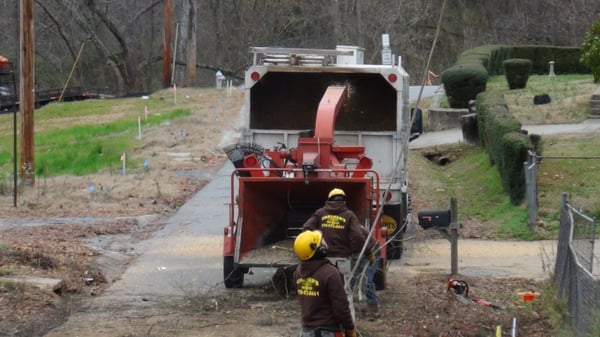 CHAPMAN TREE SERVICE - Updated January 2026 - 68 Photos & 22 Reviews ...