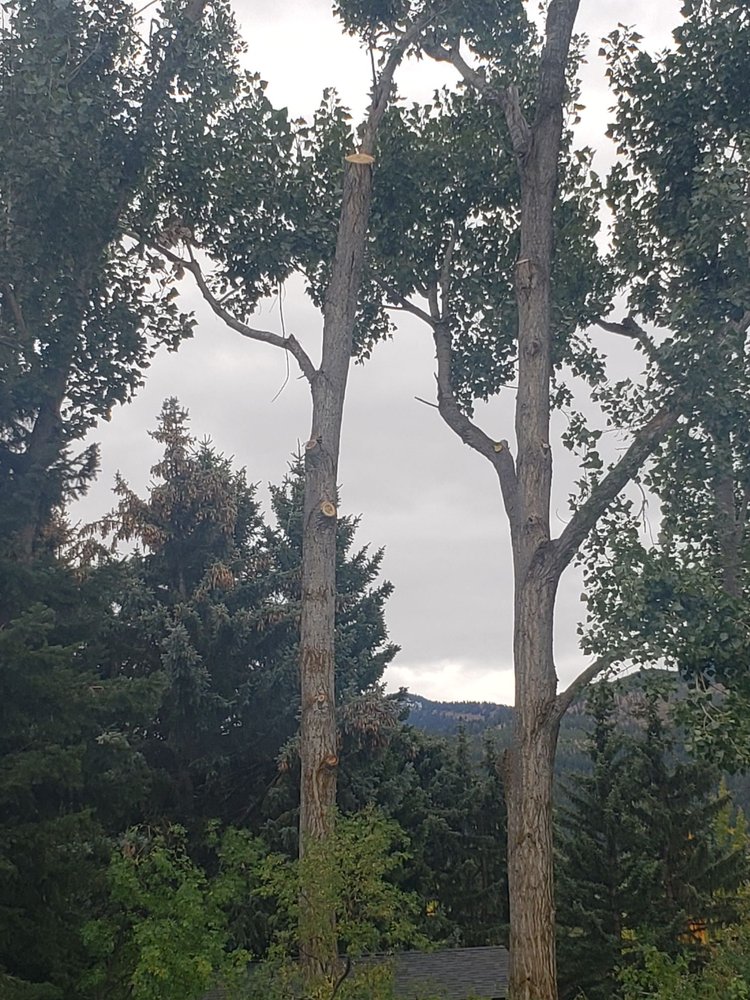 ARBOR MEDIC TREE SERVICE - Updated December 2025 - 1923 Love Ln ...