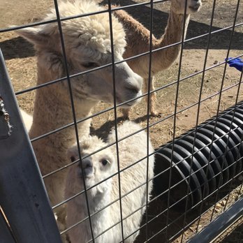 SHARKAROSA WILDLIFE RANCH - Updated August 2025 - 312 Photos & 133 ...