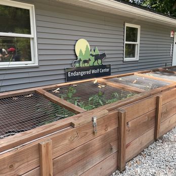 ENDANGERED WOLF CENTER - Updated December 2025 - 37 Photos & 46 Reviews ...