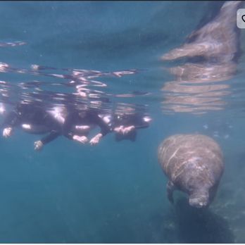FUN 2 DIVE MANATEE TOURS - Updated January 2026 - 413 Photos & 236 ...