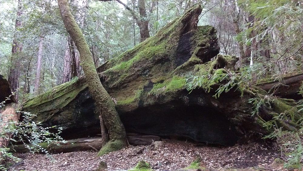 FM TREE CARE - Updated December 2025 - Request a Quote - PO Box 5263 ...