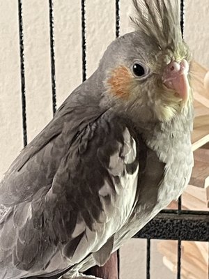 YOUR BASIC BIRD - Updated September 2025 - 84 Photos & 170 Reviews ...