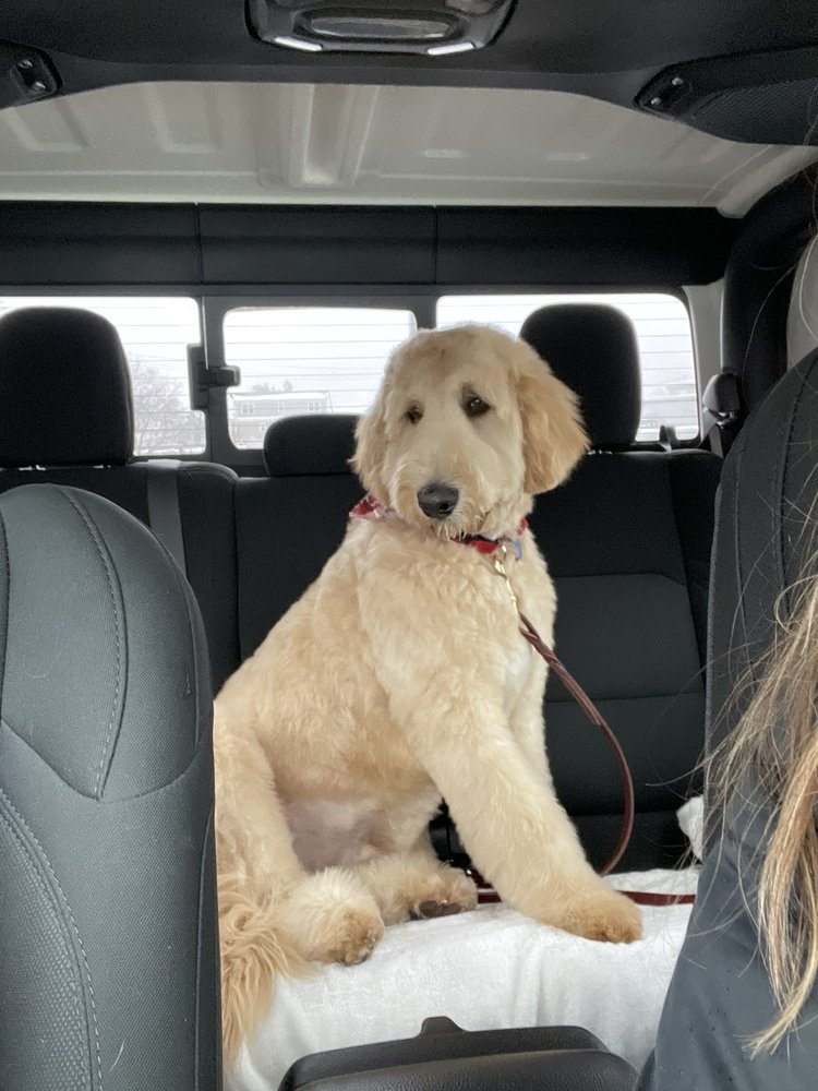 FLYING FUR - Updated September 2024 - 19 Photos & 65 Reviews - 27 ...