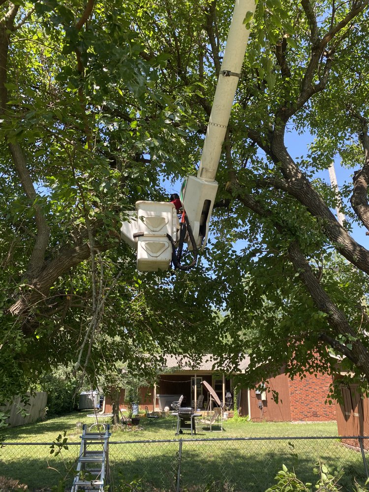 D&S TREE SERVICE AND STUMP REMOVAL - Updated October 2025 - Request a ...