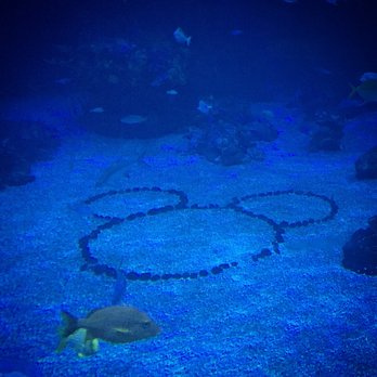 EPCOT DIVE QUEST - Updated September 2025 - 33 Photos & 30 Reviews ...