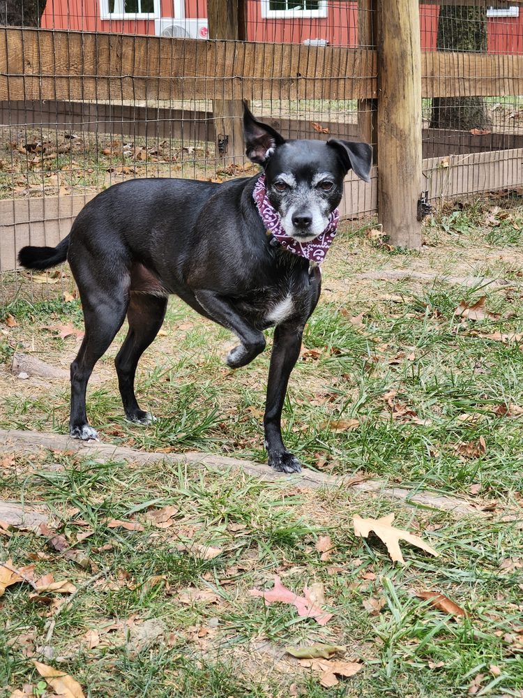 PAWS CLAWS & STALLS PET LODGE - Updated September 2025 - 61 Blessings ...